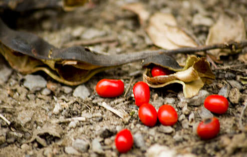 Lucky Bean Travel Zimbabwe - Experience Africa